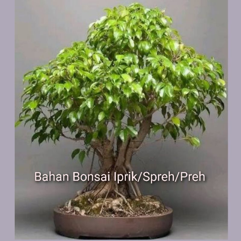 Jual Bibit Tanaman Hias Bahan Bonsai Iprik Spreh Preh Murah Berkualitas ...