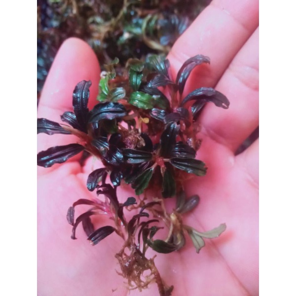 Jual Bucephalandra Brownie Mini Phantom Tanaman Aquarium | Shopee Indonesia
