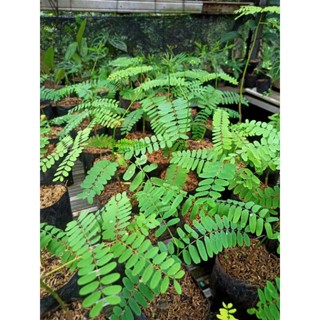 Jual Tanaman pakis brazil solobium - bibit pakis brazil solobium tinggi ...