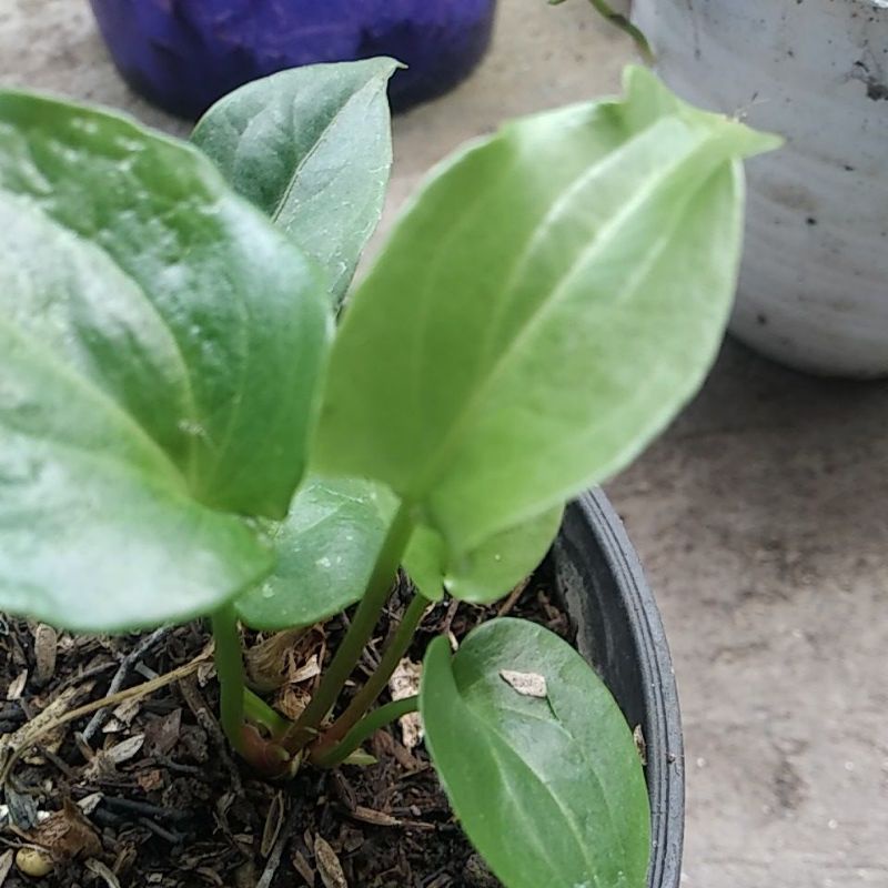 Jual anthurium hok obor merah dari biji | Shopee Indonesia