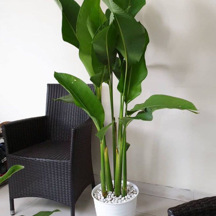 Jual tanaman heliconia caribaea pisang karibay tinggi 1 meter CCC ...