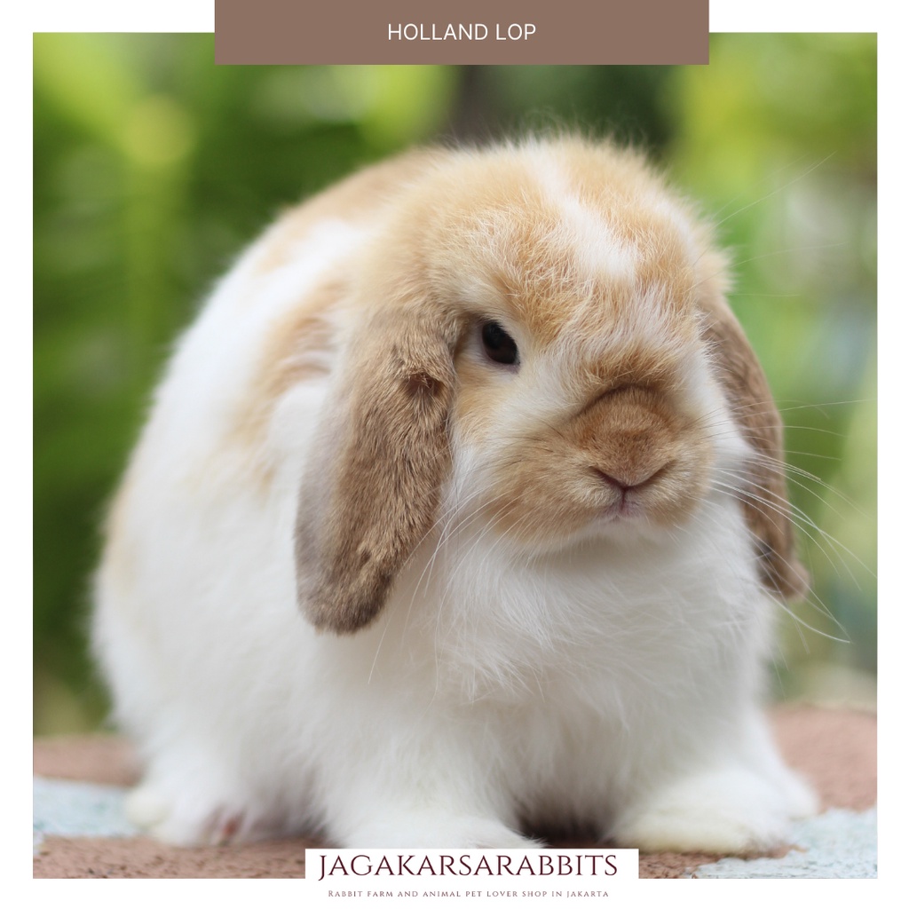 Jual Kelinci Holland Lop Warna Broken Orange | Shopee Indonesia