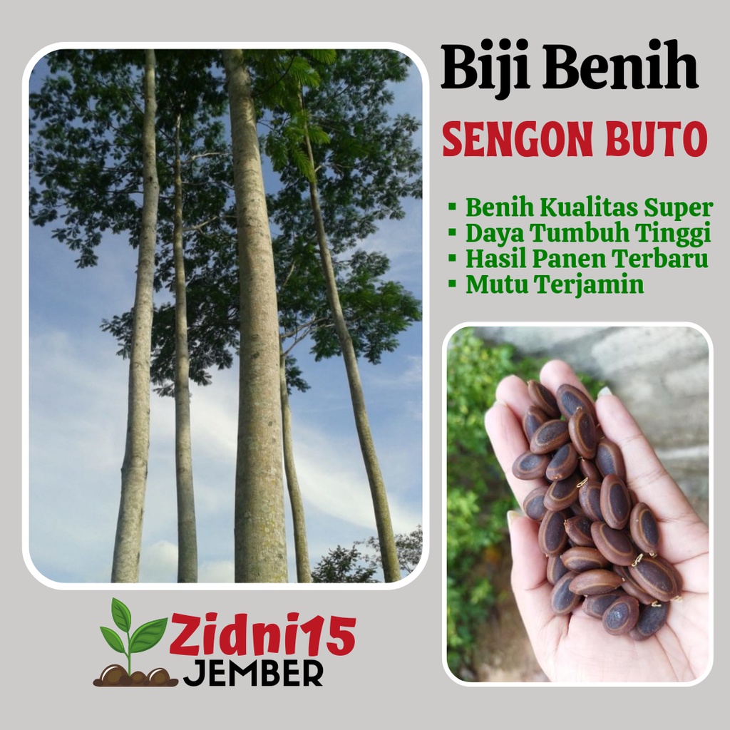 Jual [500gram] Biji Benih Sengon Jaguar / Sengon Buto / Sengon Tokek ...