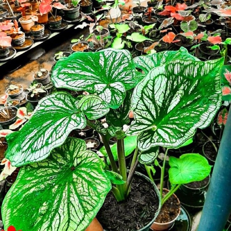 Jual Bisa COD tanaman hias caladium white angel / bunga caladium white ...