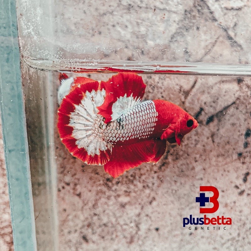 Jual Cupang Plakat FCCP Red base | Shopee Indonesia