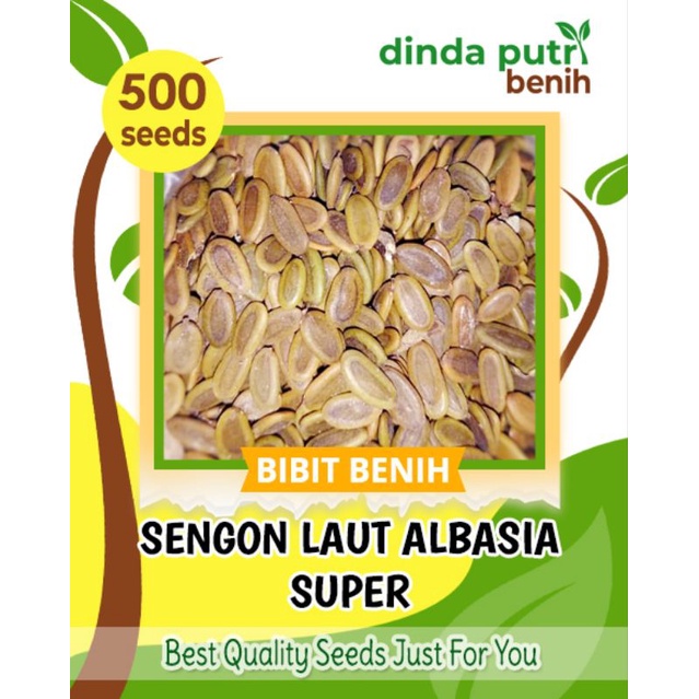 Jual Benih Sengon Laut Albasia Super/isi 500 biji/Benih Super | Shopee ...