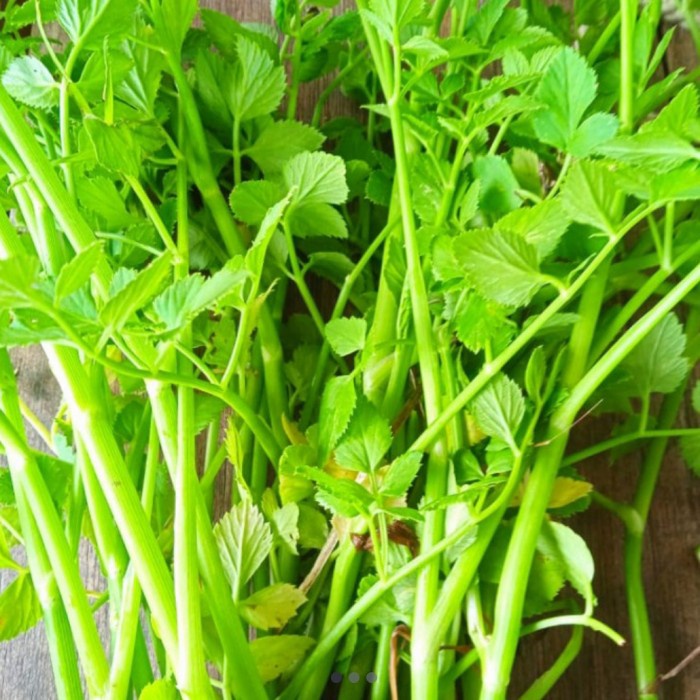 Jual tespong seladah lalapan segar1kg | Shopee Indonesia