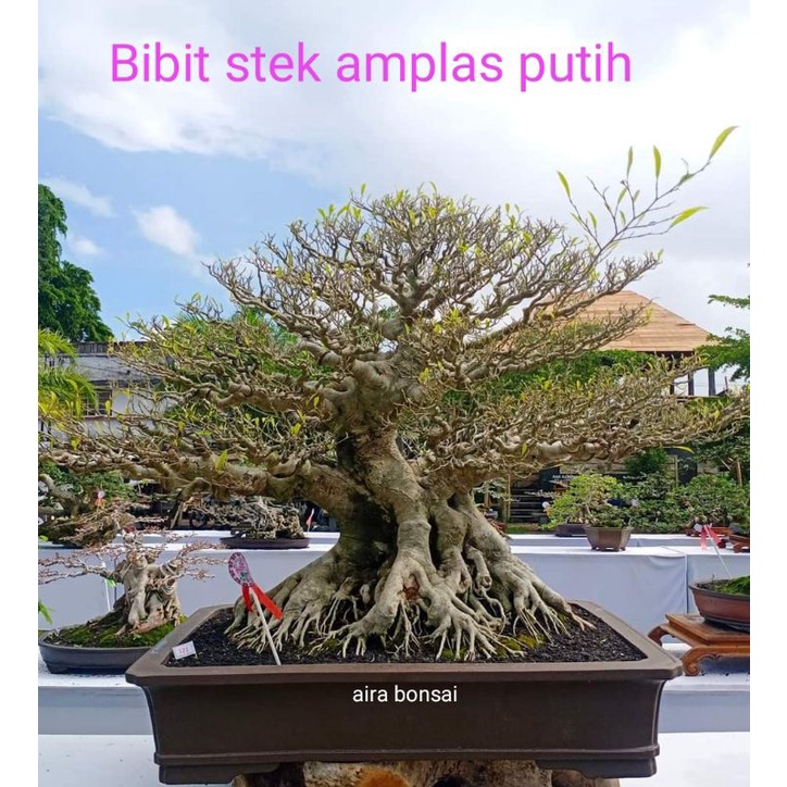 Jual Bibit stek Amplas putih bahan bonsai | Shopee Indonesia