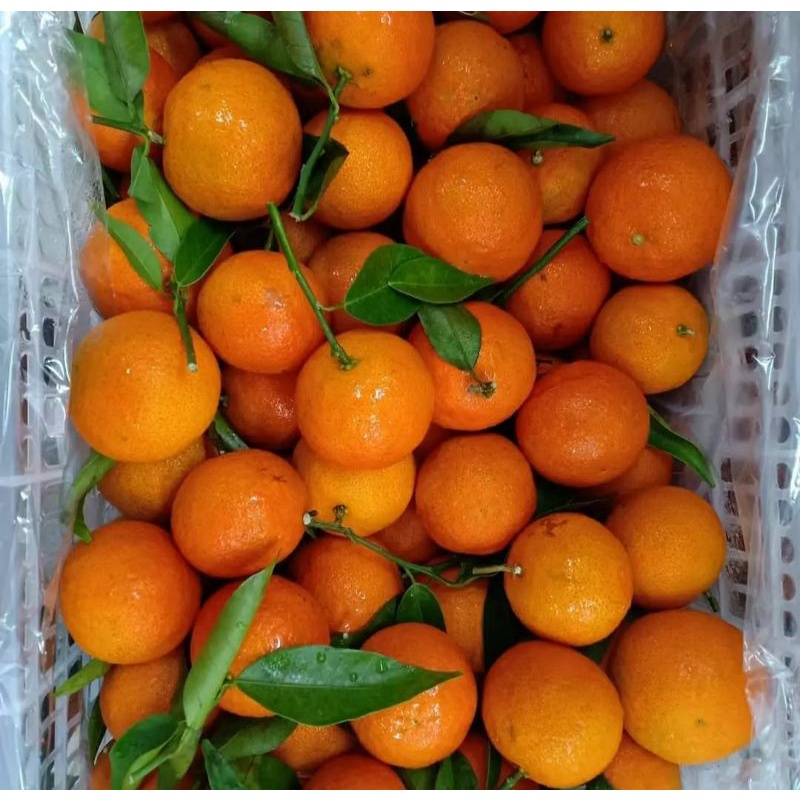 Jual Jeruk shantang birma manis, tanpa biji & fresh 1 kg | Shopee Indonesia