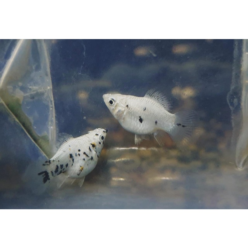 Jual Molly Marble / Molly Marbel / Moly | Shopee Indonesia