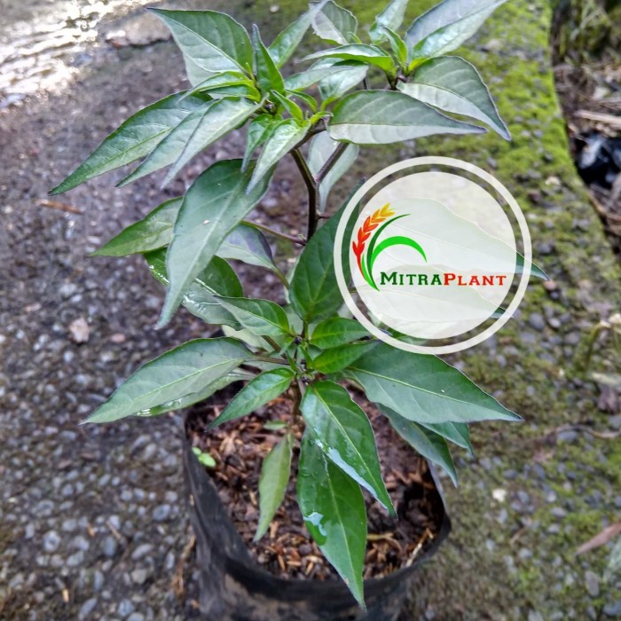Jual Bibit Pohon Cabai Rawit Ungu - Tanaman Hias Buah Cabe Hitam EE33 ...