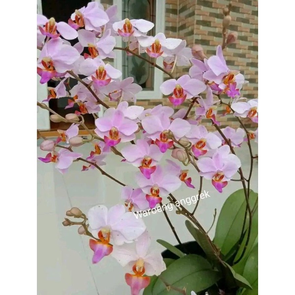 Jual Anggrek bulan mini doritis | Shopee Indonesia