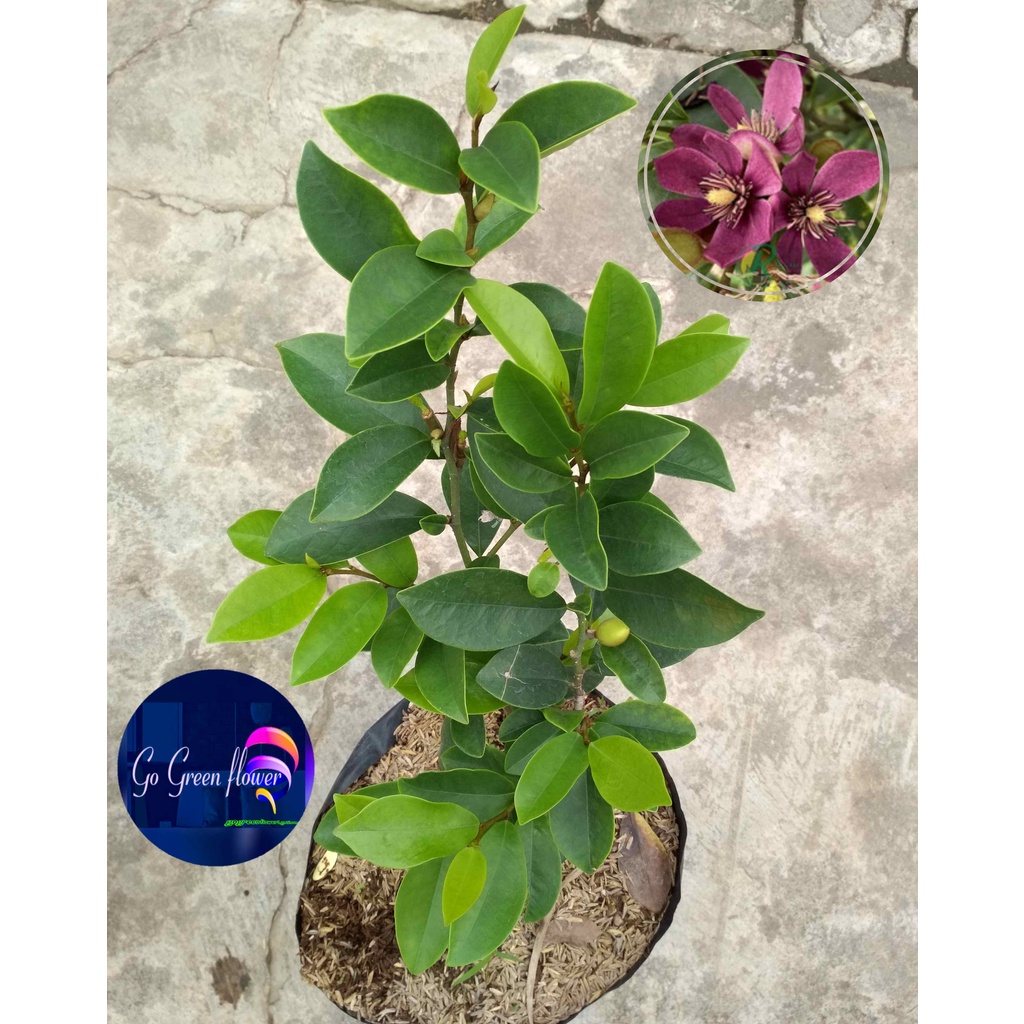 Jual CEMPAKA MULYA UNGU cempaka bunga wangi Cempaka mulia Ordo ...