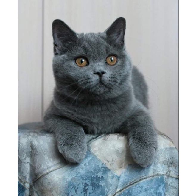 Jual KUCING KITTEN BSH BLUE || KUCING BRITISH SHORT HAIR BLUE | Shopee ...