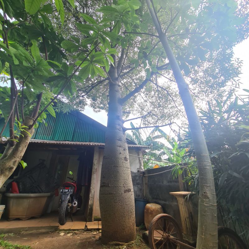 Jual Pohon bottle tree | Shopee Indonesia