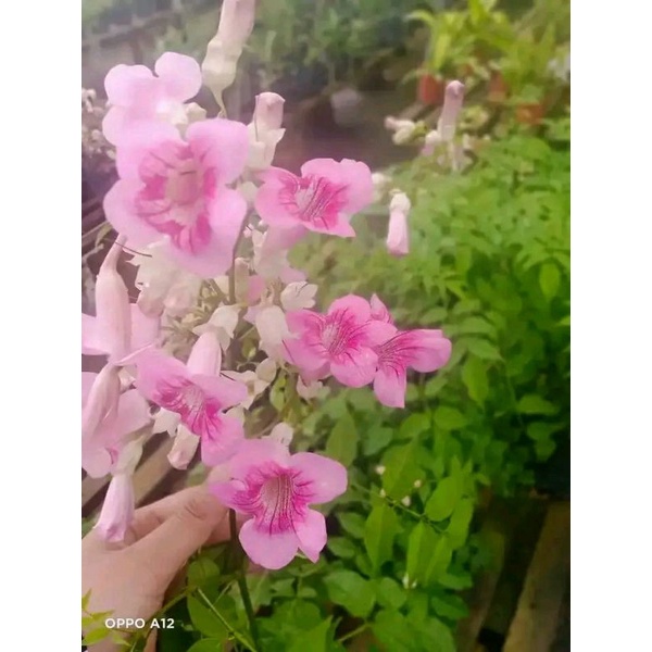 Jual tecomaria pink tanaman sangat bagus untuk tanaman hias dan juga ...