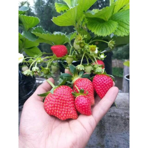Jual bibit strawberry jumbo manis siap berbuah (TANAMAN)Bibit Pohon ...