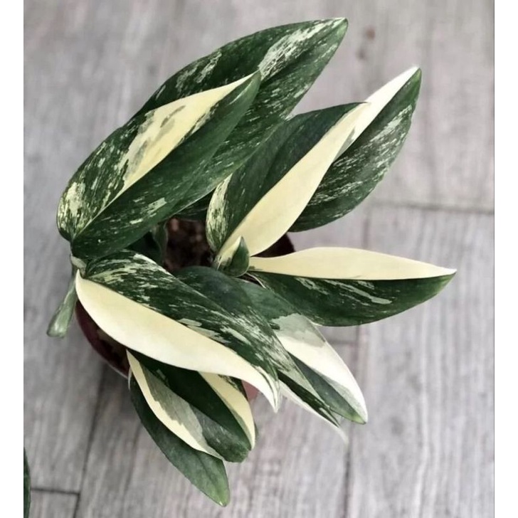 Jual Monstera Standleyana Varigata Putih | Shopee Indonesia