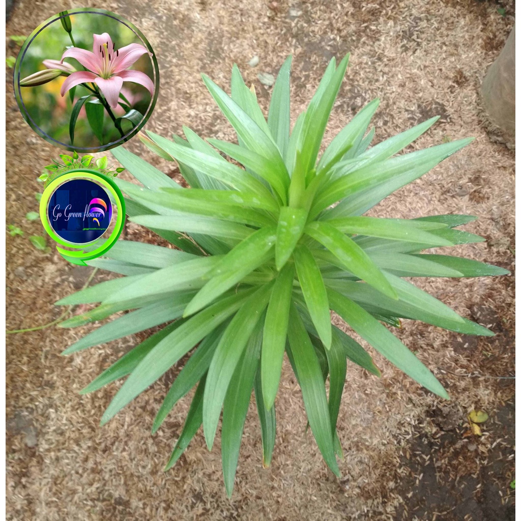 Jual Lily Easter Lilium longiflorum CALLA LILI PING KALA LILY PING LELY ...