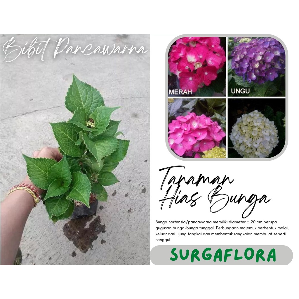 Jual Bibit Tanaman Hidup Bunga Pancawarna Siap Berbunga - Bibit Tanaman ...