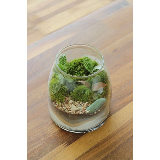 Jual Dome Moss Terrarium Lumut Big | Shopee Indonesia