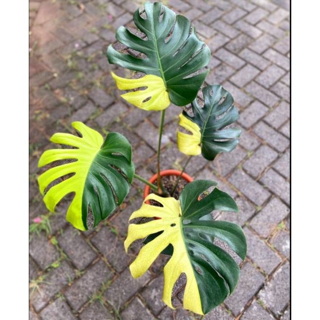 Jual Tanaman hias monstera lemon lime/ tanaman hias monstera varigata ...