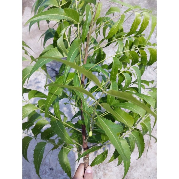 Jual Daun Mimba Segar Kering / Neem Leaf / Bubuk Daun Mimba | Shopee ...