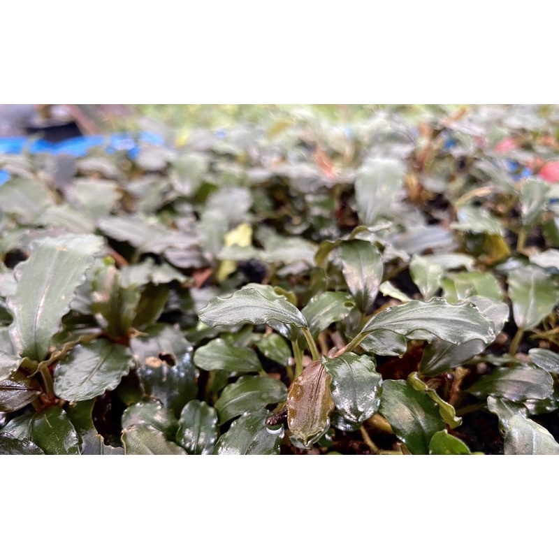 Jual Bucephalandra Deep Purple | Shopee Indonesia