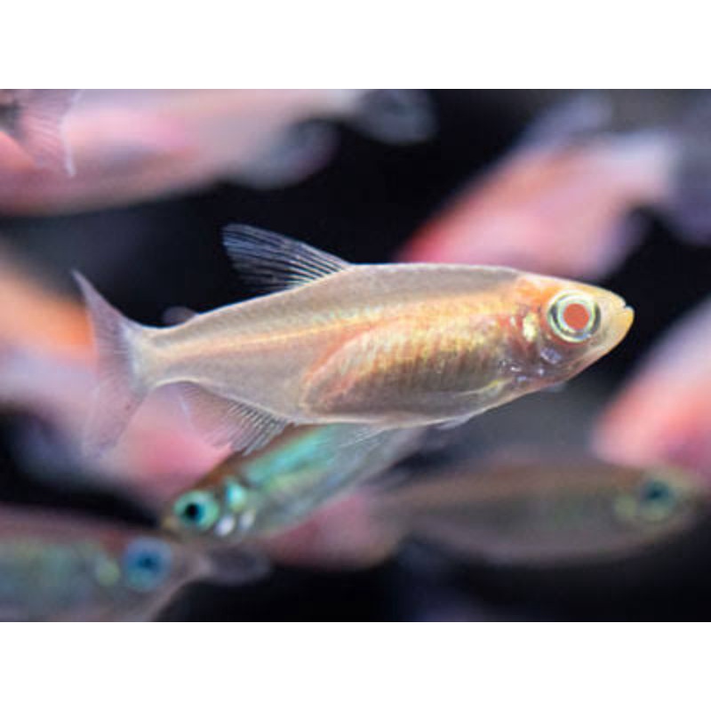 Jual ikan Congo albino tetra | Shopee Indonesia