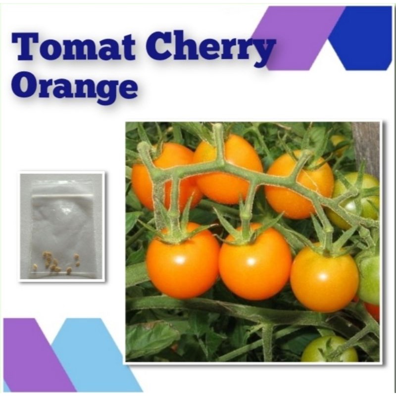 Jual Benih Tomat Cherry Orange Bibit Tanaman Buah Tomat Mini | Shopee ...