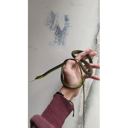 Jual Dendrelaphis formosus / ular tampar gunung / mata belor | Shopee ...