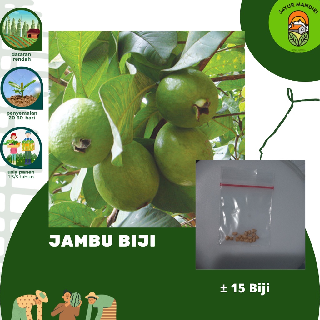 Jual Benih Jambu Biji Seribuan | Shopee Indonesia