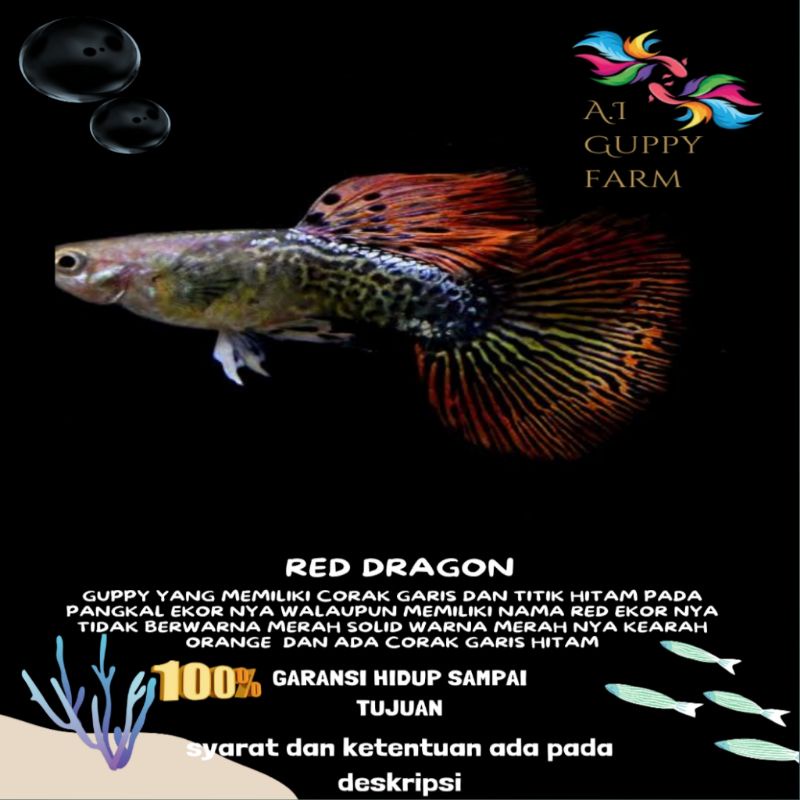 Jual ikan guppy gapi red dragon dewasa indukan dragon hm halfmoon ...