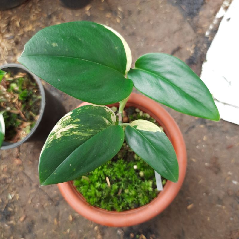 Jual SCINDAPSUS MOONLIGHT THREE COLOR VARIEGATED / SCINDAPSUS VARIEGATA ...