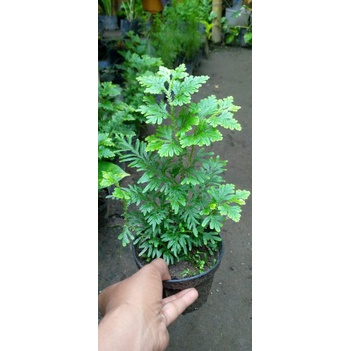 Jual Tanaman hias hidup rumput cemara/rumput papua murah | Shopee Indonesia