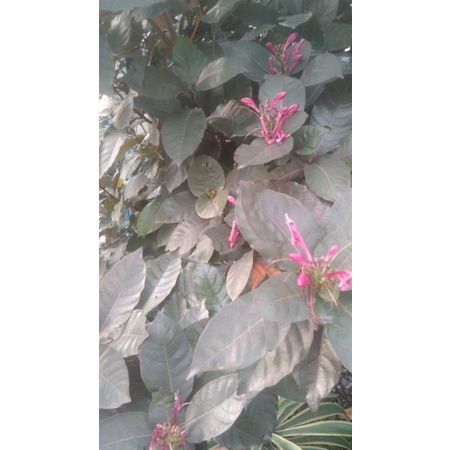 Jual daun ungu segar herbal wasir ambeien 50 lembar | Shopee Indonesia