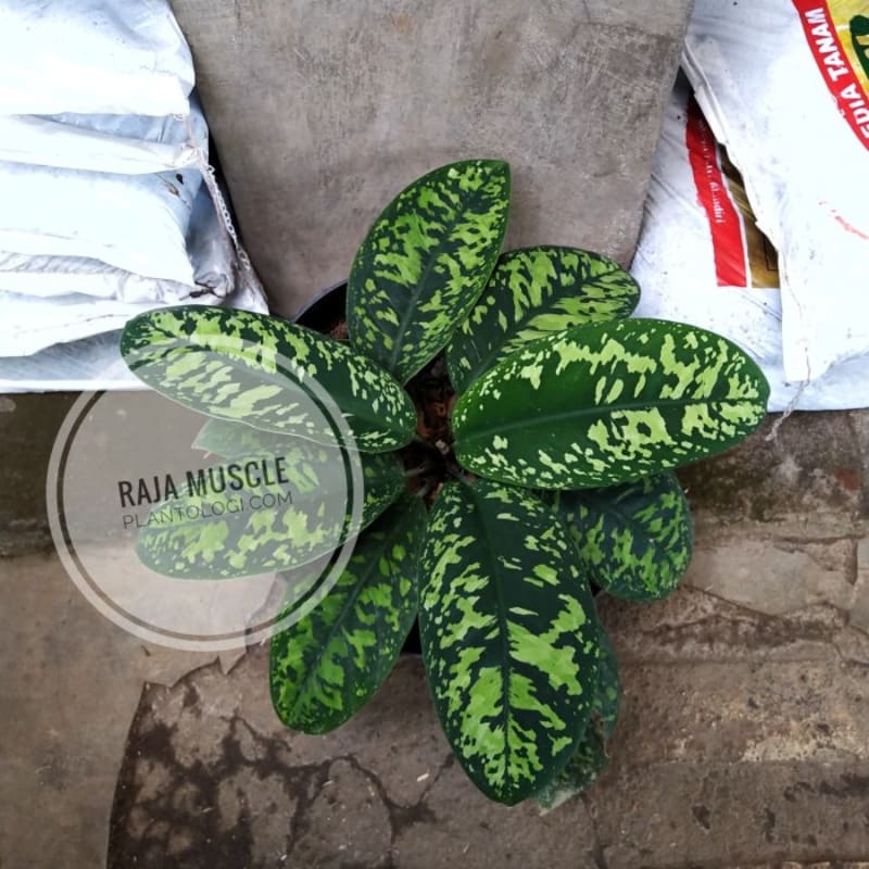 Jual Tanaman Hias - Homalomena Wallisii Army / Camouflage Plant ...