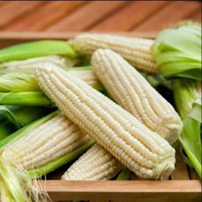 Jual MURAH 500 GRAM BENIH JAGUNG PUTIH PULUT SUPER UNGGUL | Shopee ...