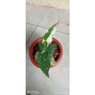 Jual singonium red spot tre colour | Shopee Indonesia