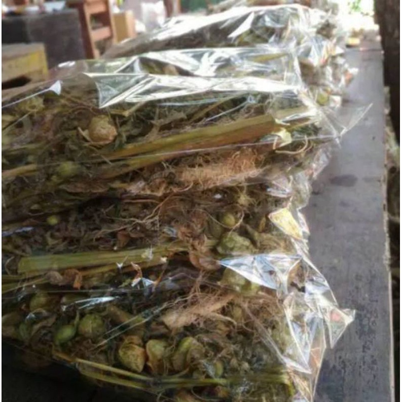 Jual daun ciplukan kering / daun akar batang buah cecendet kering 500gr ...