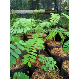 Jual Tanaman pakis brazil solobium - bibit pakis brazil solobium tinggi ...