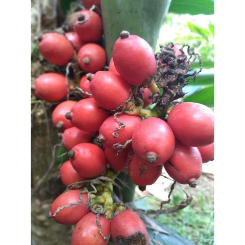 Jual Buah pinang merah Jambe merah segar siap petik | Shopee Indonesia