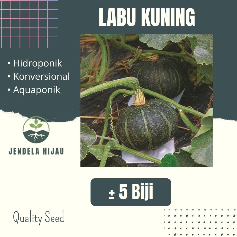 Jual Benih Labu Kuning - Bibit Tanaman Sayuran Repack. | Shopee Indonesia