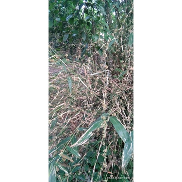 Jual Bunga Bambu | kembang awi | Bunga Pring ( per 15 tangkai ...