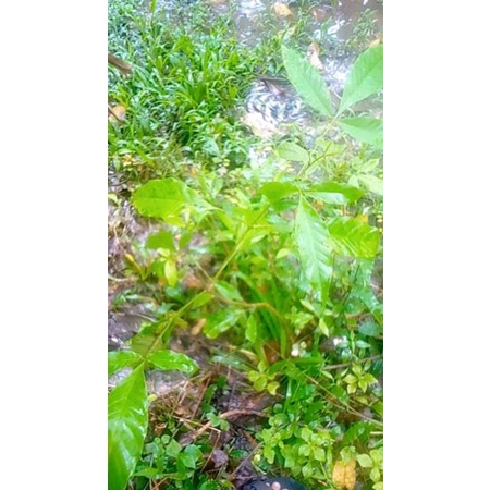 Jual tanaman vitex bibit laban | Shopee Indonesia