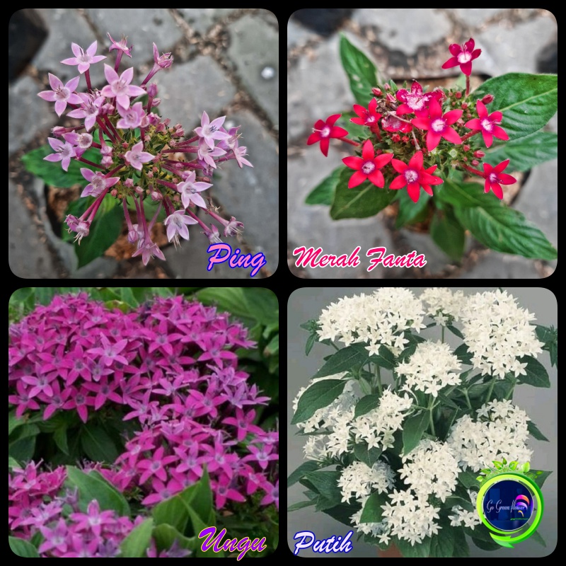 Jual BUNGA PENTAS LANCEOLATA PING EGYPTIAN STAR CLUSTER tanaman hias ...