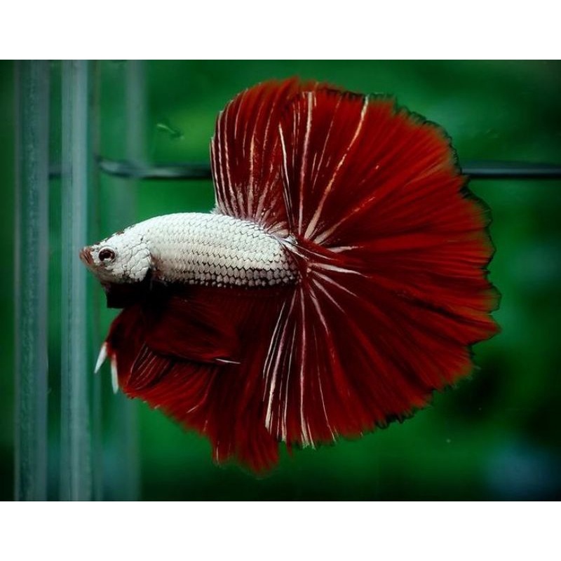 Jual HALFMOON RED DRAGON | Shopee Indonesia