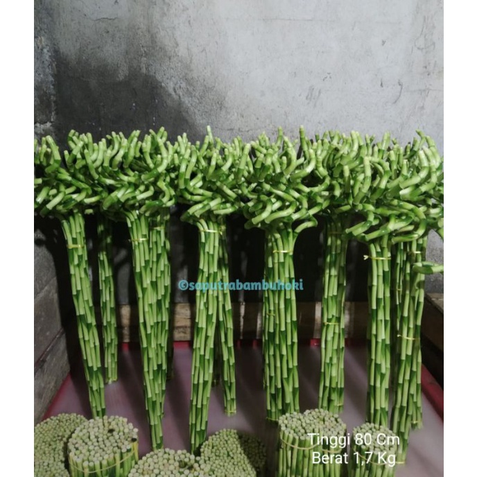 Jual Bambu Hoki / Bambu Rejeki Model Curly Batangan Tinggi 80 cm ...