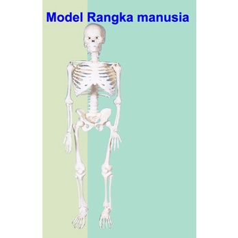 Jual MODEL RANGKA MANUSIA | Shopee Indonesia