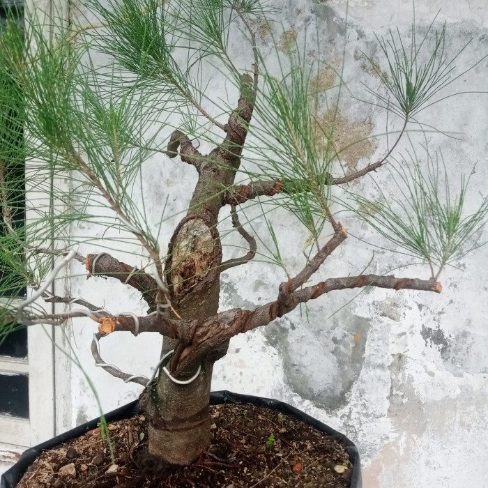 Jual Tanaman Bonsai Cemara Udang Bogel Formal Tua Berkarakter | Shopee ...